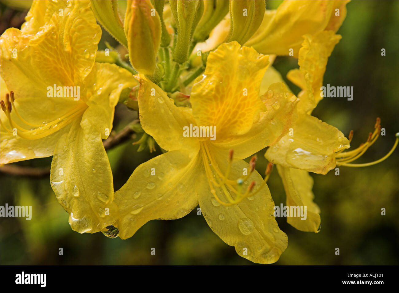 Yellow Deciduous Rhododendron Stock Photo - Alamy