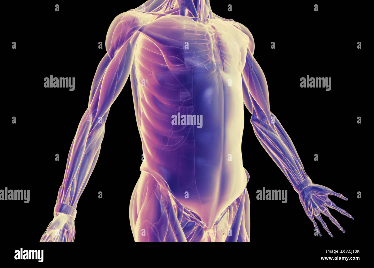 The muscles of the trunk Stock Photo - Alamy