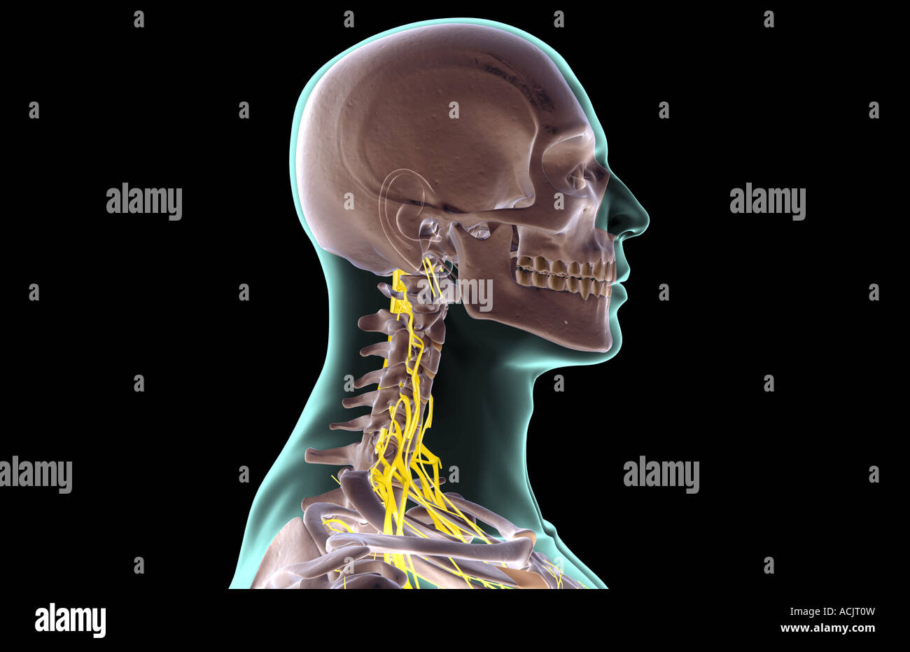 The nerves of the neck Stock Photo - Alamy