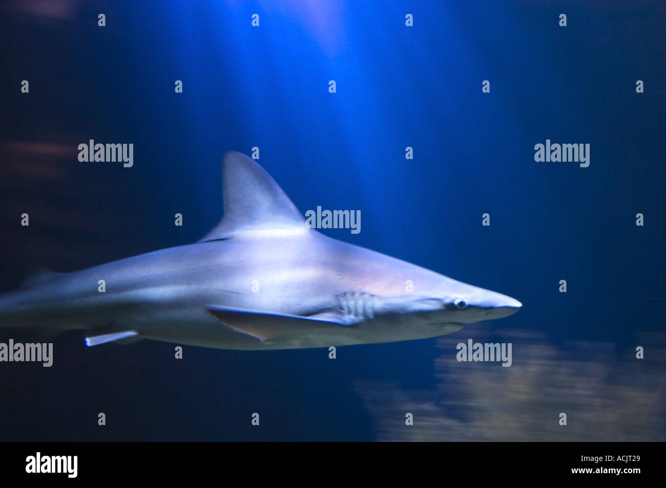 Shedd aquarium chicago shark hi-res stock photography and images - Alamy