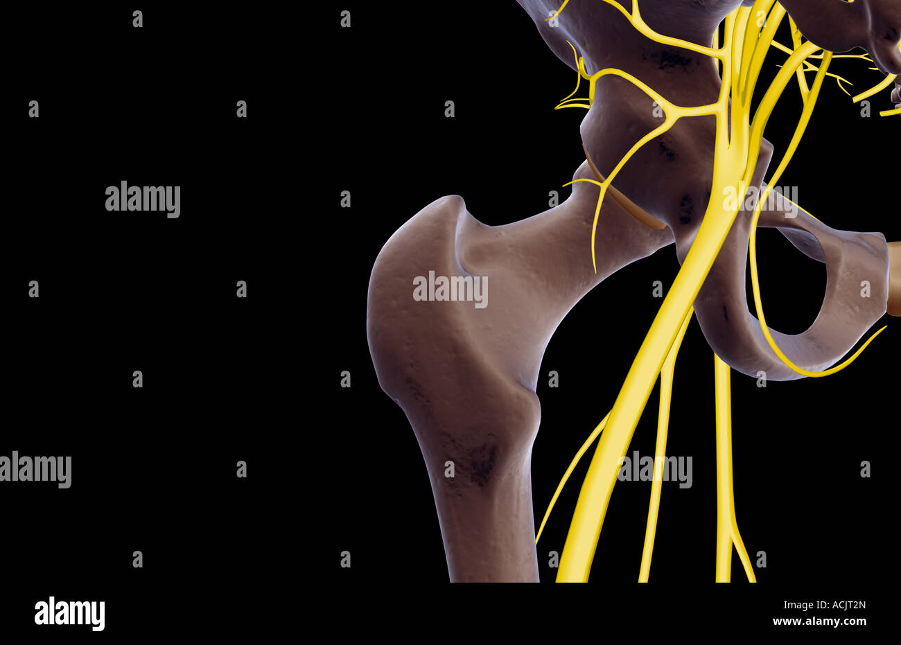 Nerves Hip High Resolution Stock Photography and Images - Alamy