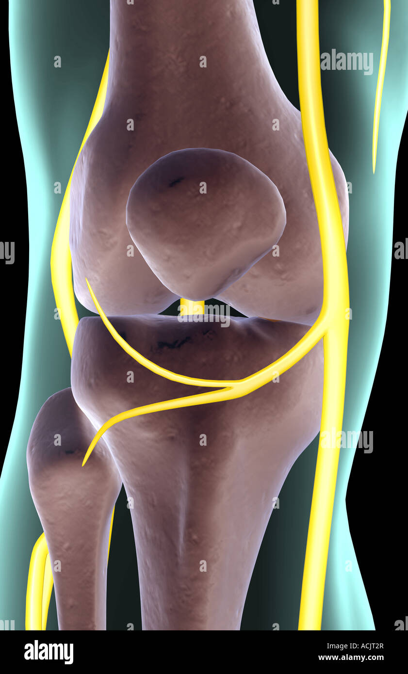 Nerves Knee Stock Photos & Nerves Knee Stock Images - Alamy