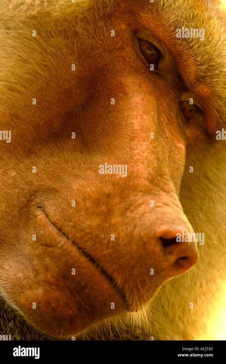 Thinking baboon close up hi-res stock photography and images - Alamy