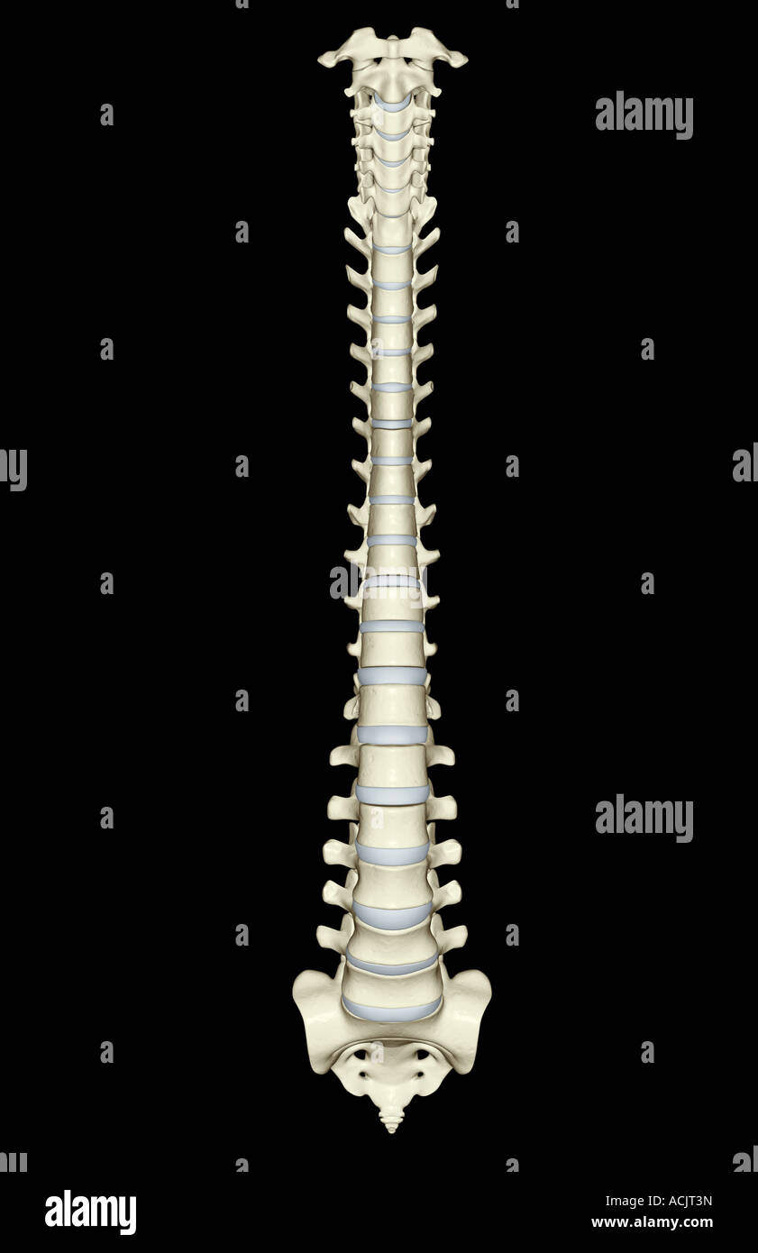 The vertebral column Stock Photo - Alamy