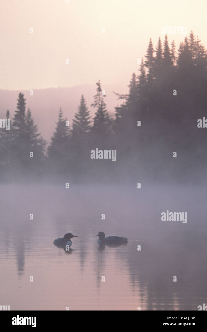 Common loon pair hi-res stock photography and images - Alamy