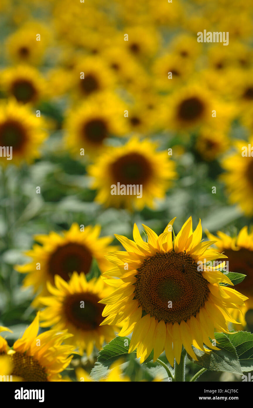 Stand out sunflowers hi-res stock photography and images - Alamy