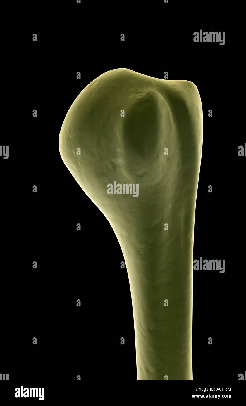 The humerus Stock Photo - Alamy