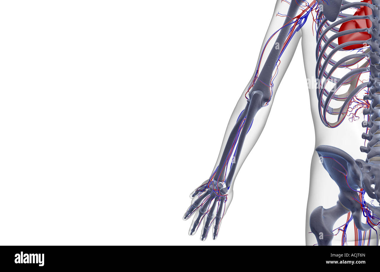 Posterior Interosseous Artery