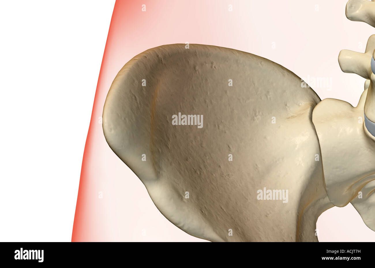 The bones of the hip Stock Photo - Alamy