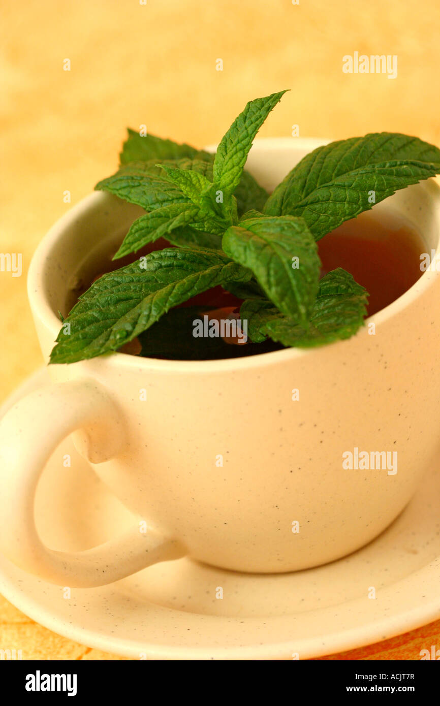 Mint infusion (Mentha sp Stock Photo - Alamy