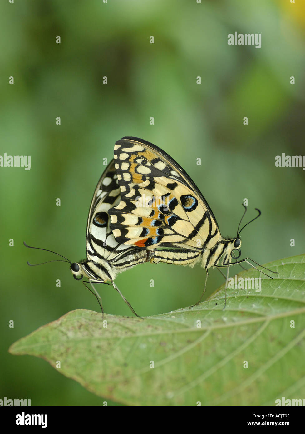Mating Papilio Butterflies photographed in a local butterfly house ...
