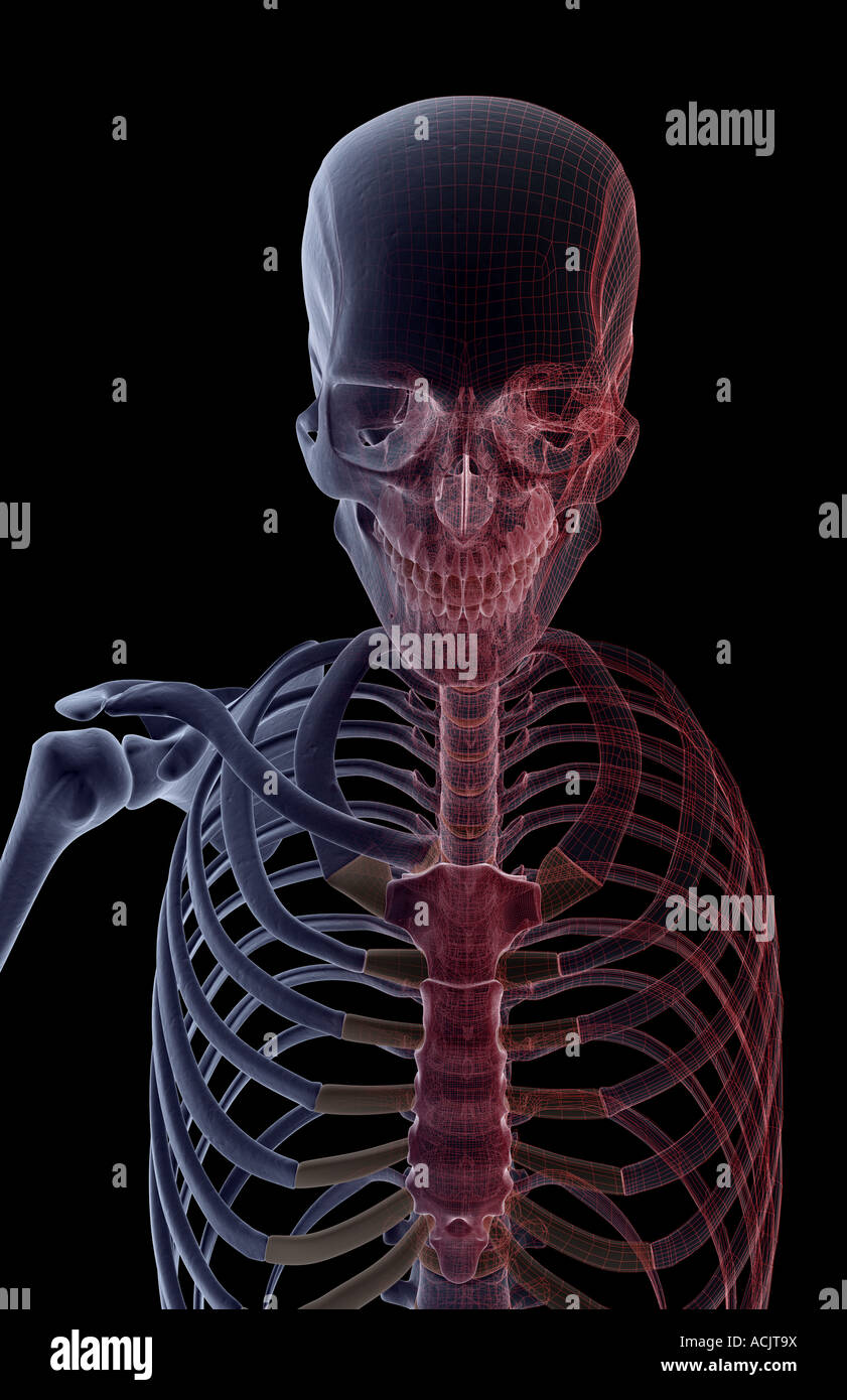 The bones of the upper body Stock Photo - Alamy