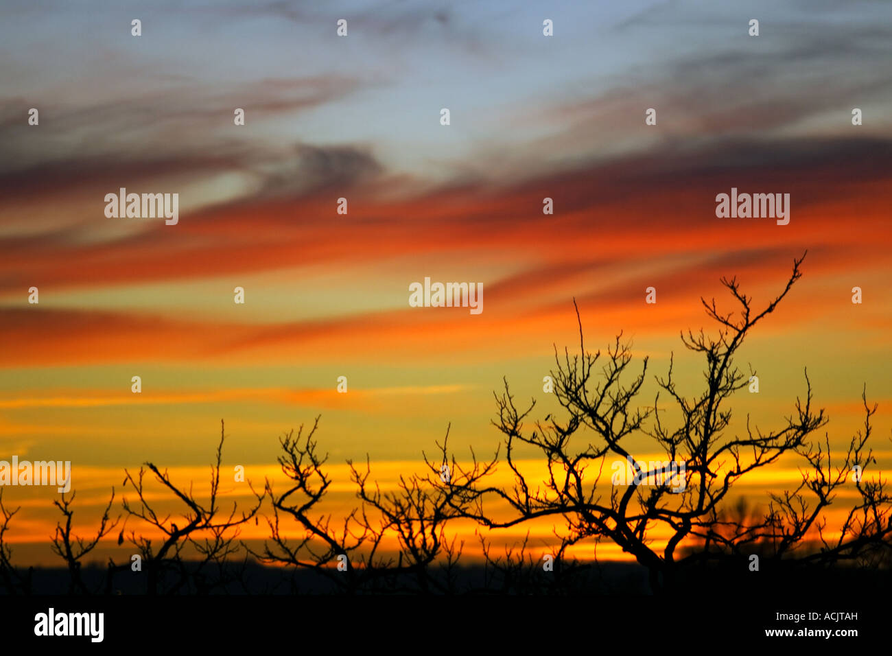 Colourful sky with tree silhouettes during sunset Stock Photo - Alamy