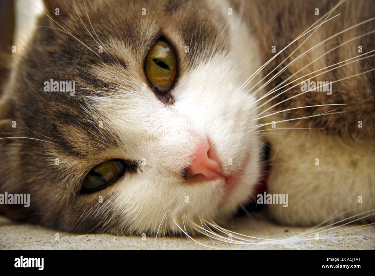 Cat lying on side hi-res stock photography and images - Alamy