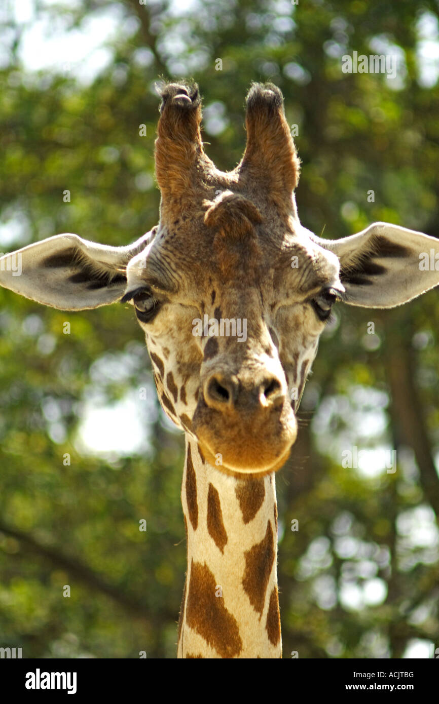 Head of a giraffe Stock Photo - Alamy