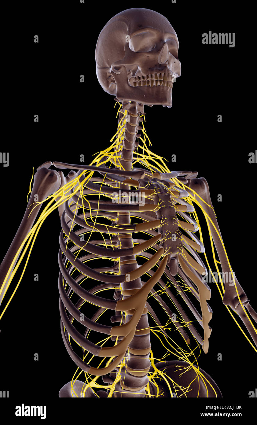 The nerves of the upper body Stock Photo - Alamy