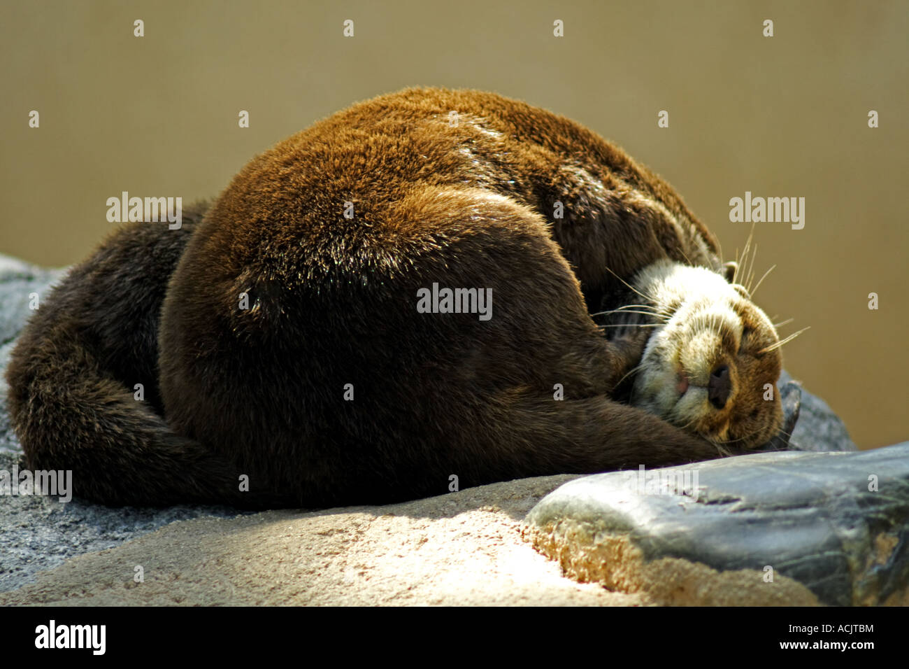 Sleeping otters hi-res stock photography and images - Alamy