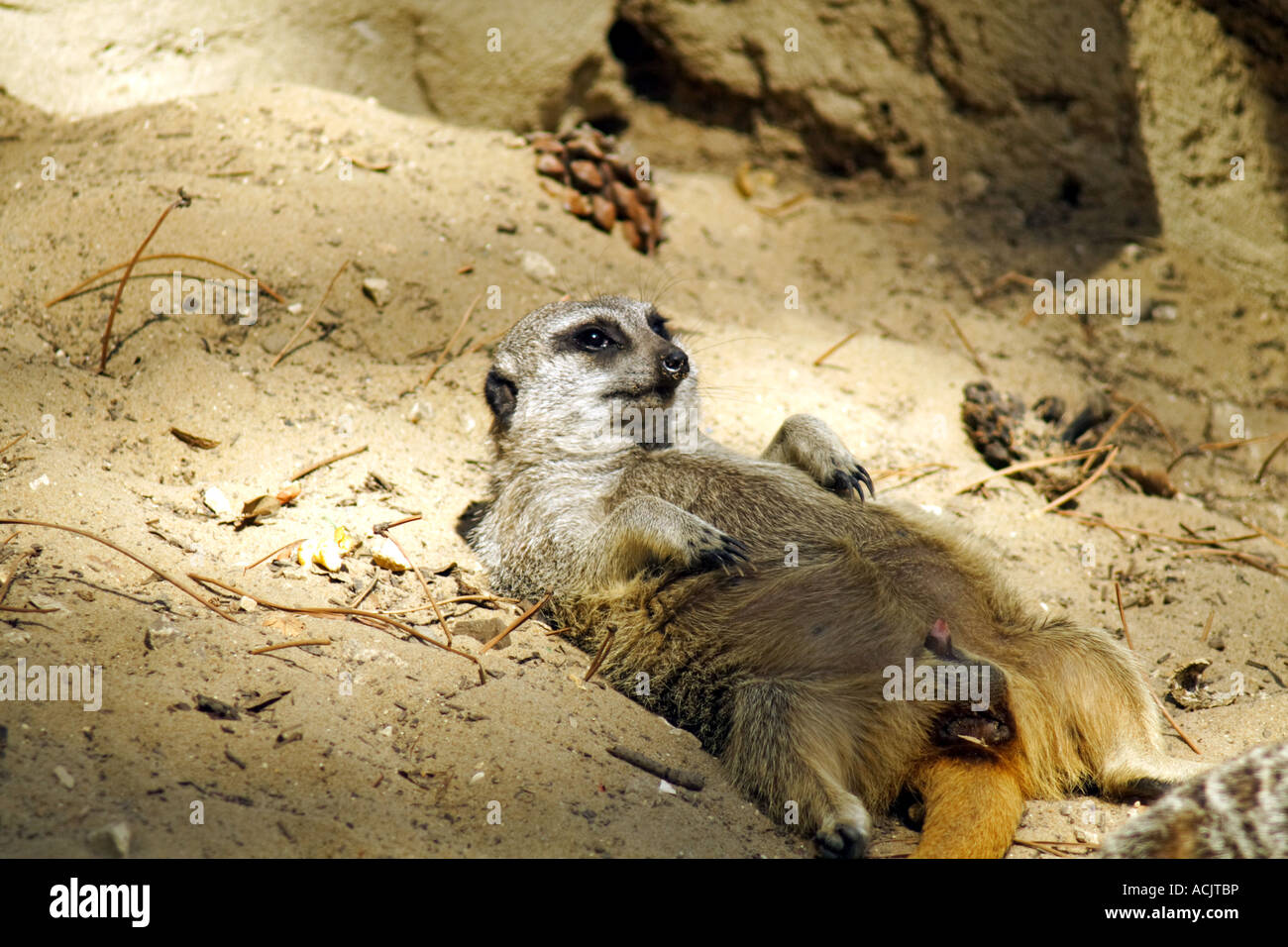Animal sunbathing hi-res stock photography and images - Alamy