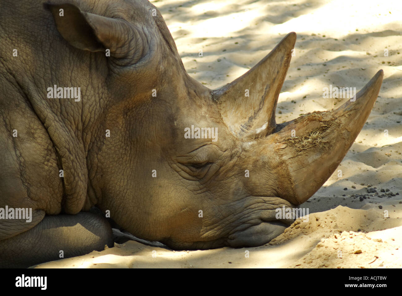 Lazy rhino hi-res stock photography and images - Alamy