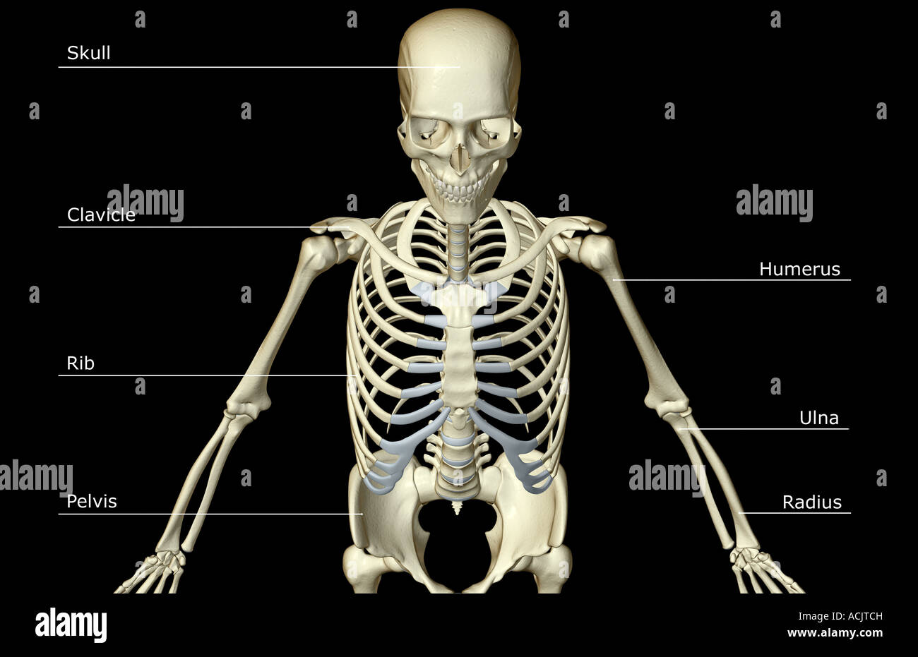 The bones of the upper body Stock Photo - Alamy