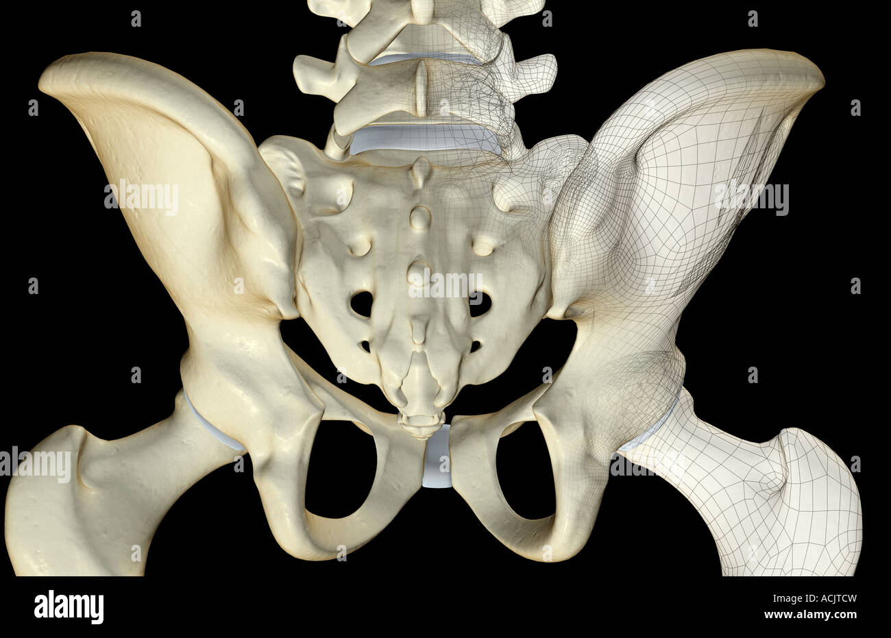 The bones of the pelvis Stock Photo - Alamy