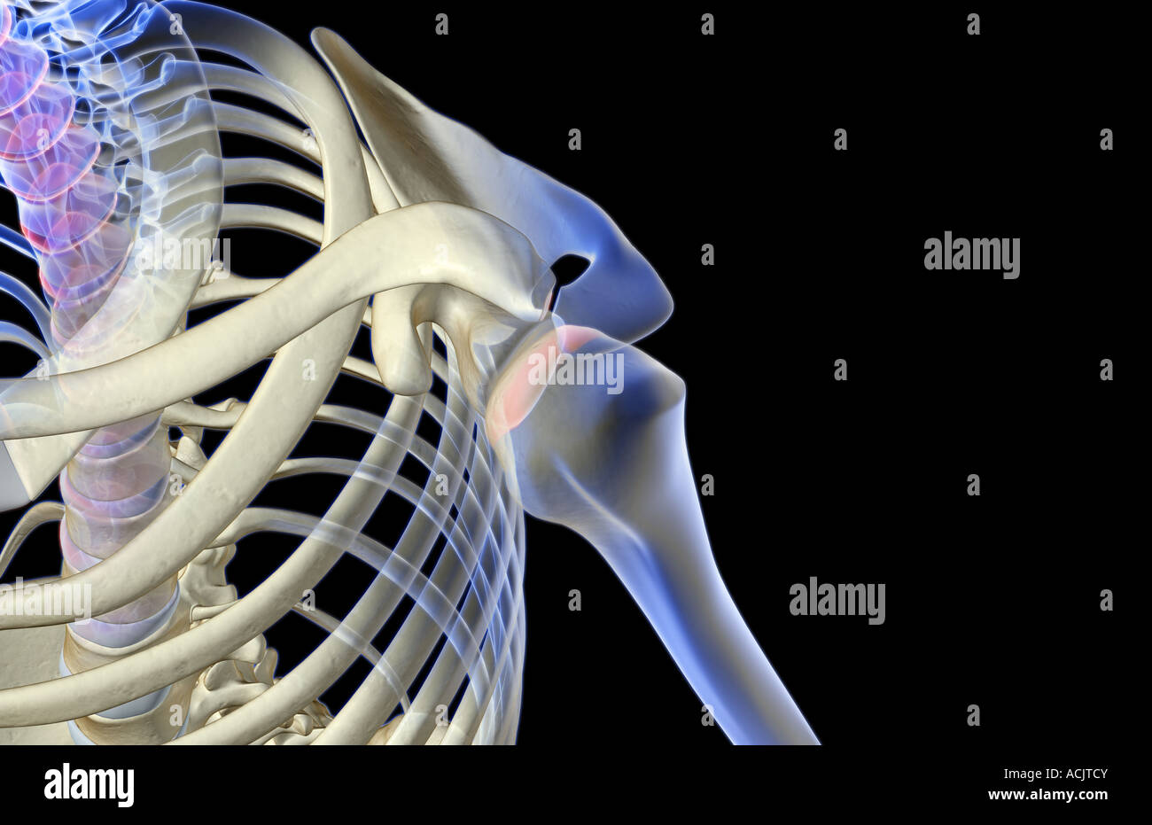 The bones of the shoulder Stock Photo - Alamy