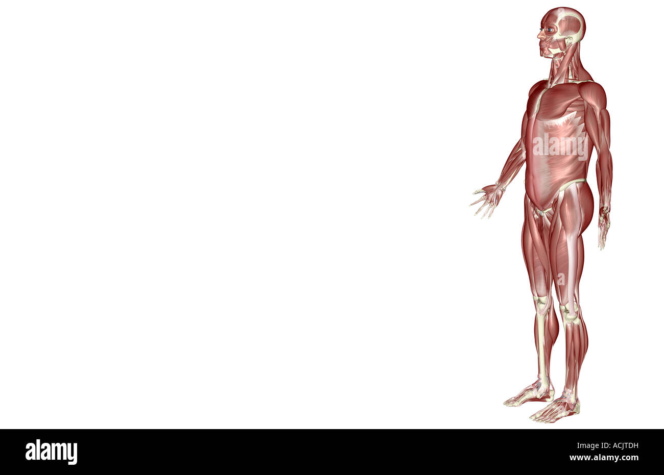Full body muscles anatomy anterior view Cut Out Stock Images & Pictures ...