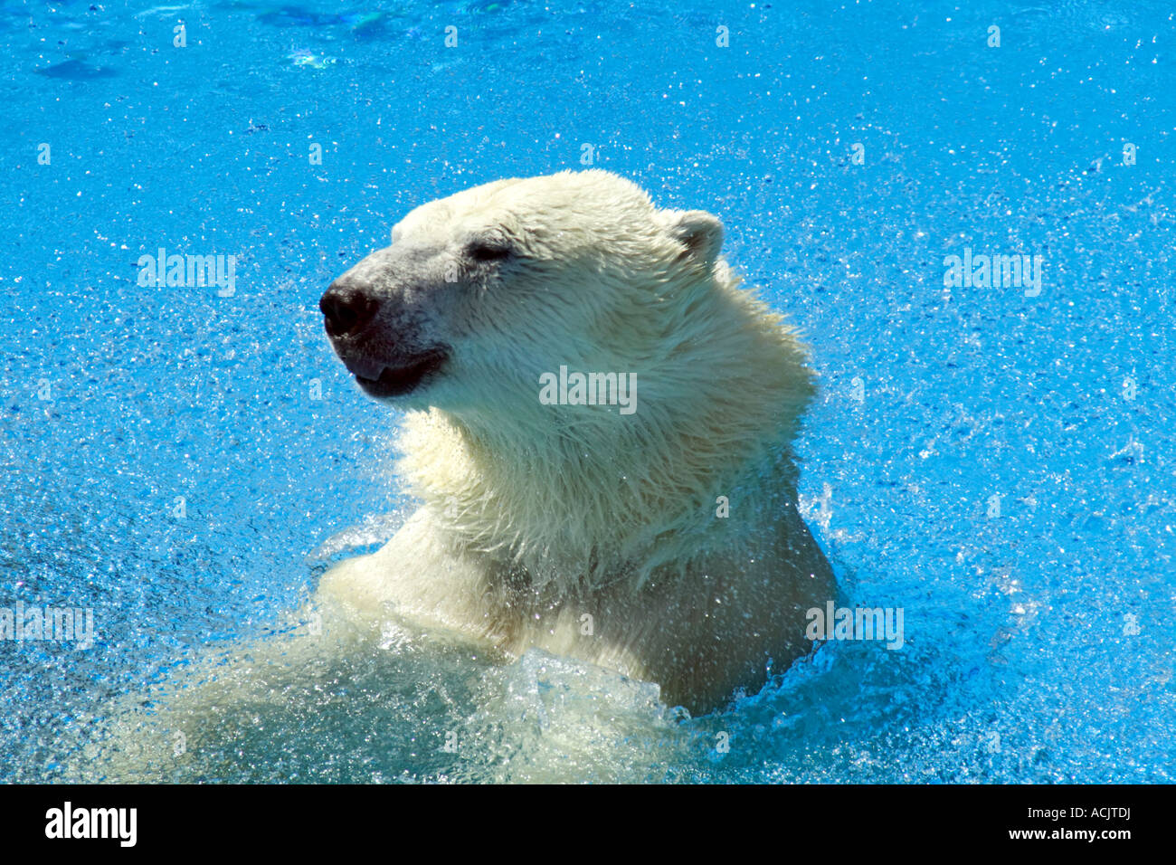 Polar bear taking a bath Stock Photo - Alamy