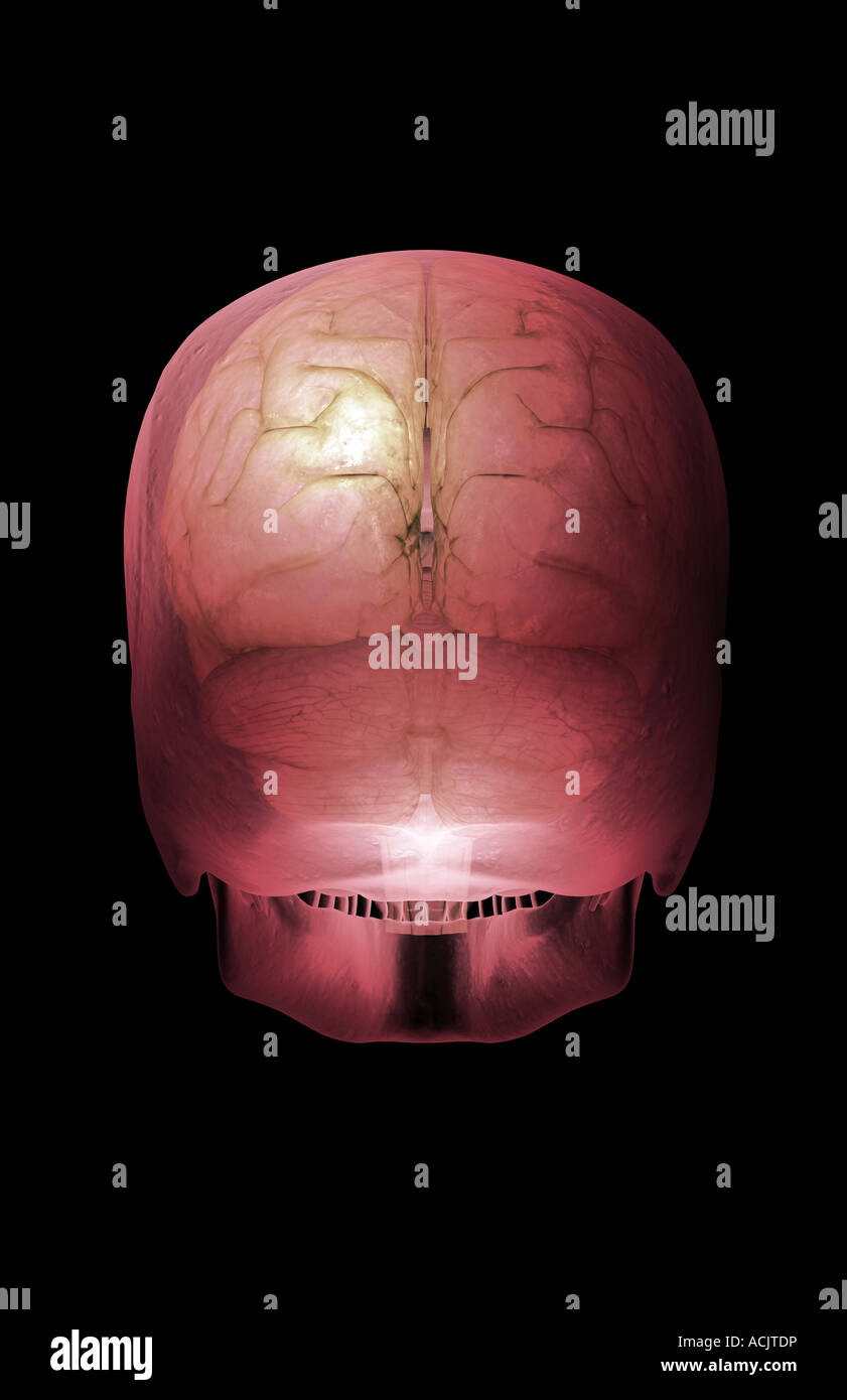Stylised Brain High Resolution Stock Photography and Images - Alamy