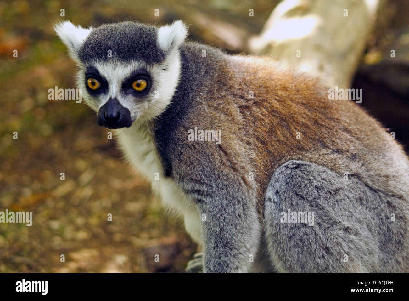 The katta hi-res stock photography and images - Alamy