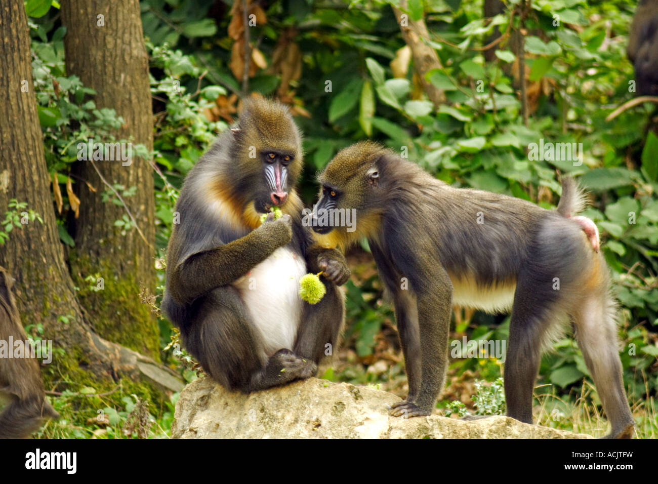 Two mandrill monkeys eating Stock Photo - Alamy