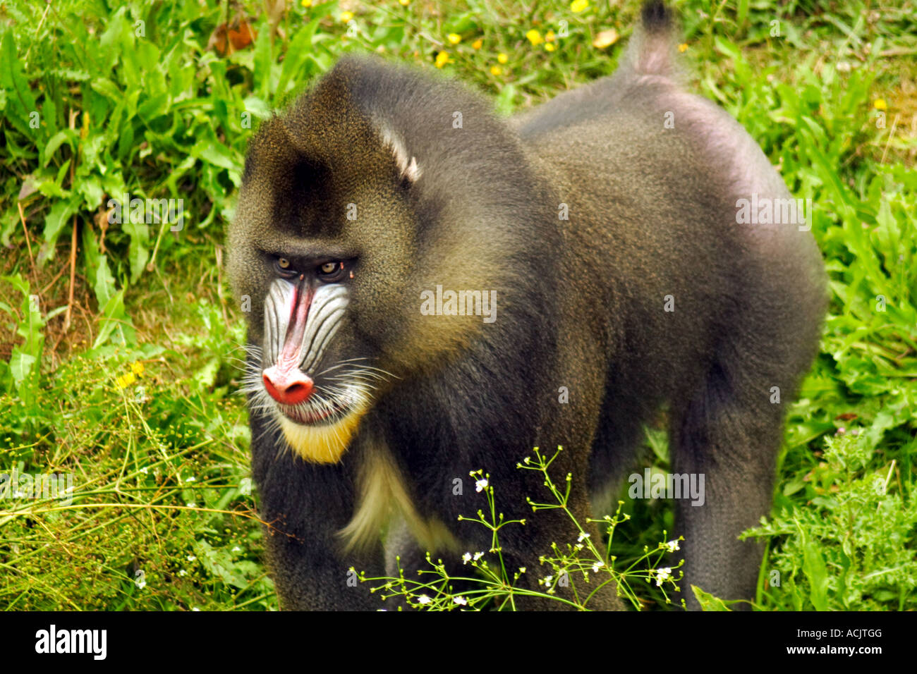 Male mandrill zoo hi-res stock photography and images - Alamy