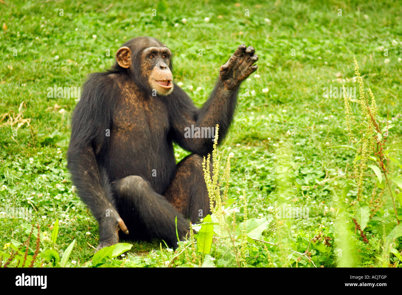 Chimpanzee smiling hi-res stock photography and images - Alamy