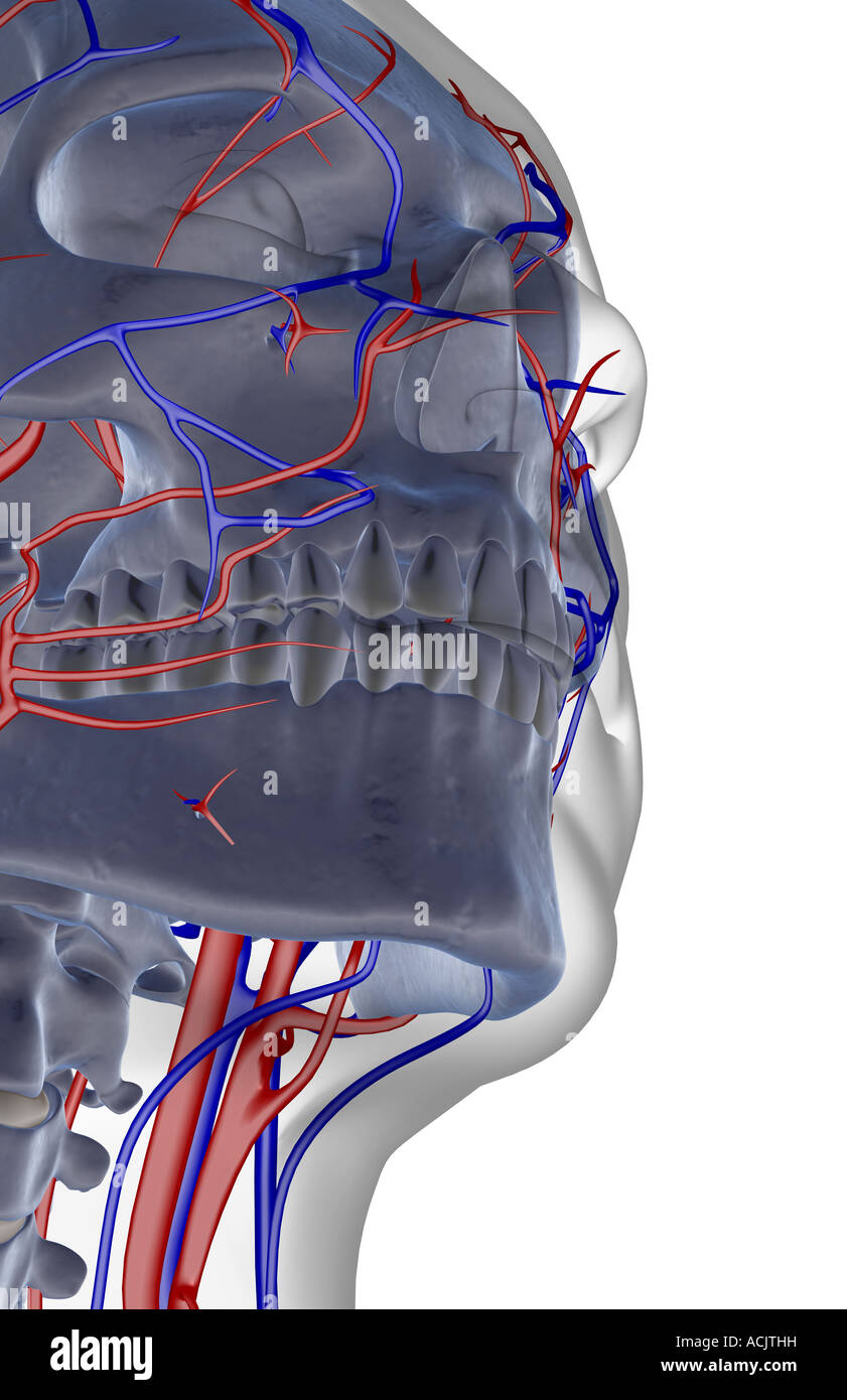 Facial Artery High Resolution Stock Photography and Images - Alamy
