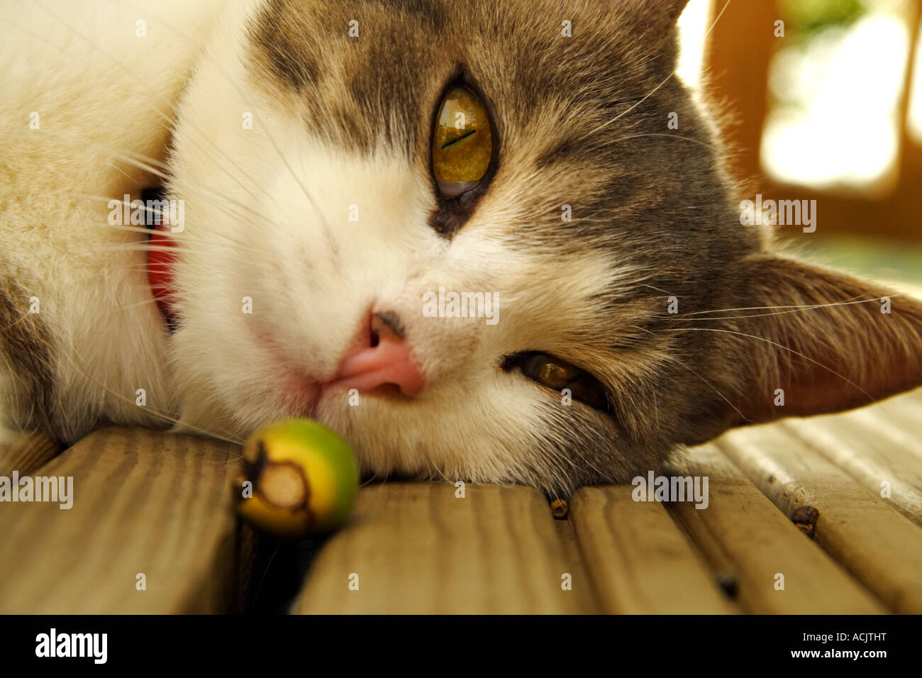 Acorn cat hi-res stock photography and images - Alamy