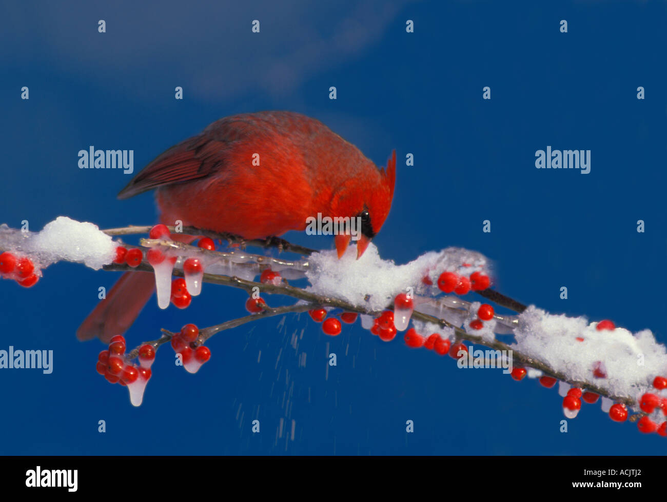 Male Northern Cardinal causes snow to fly as he pecks ice on branch of ...