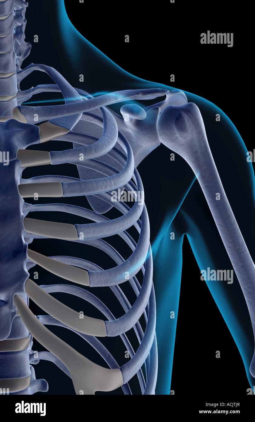 The bones of the shoulder Stock Photo - Alamy