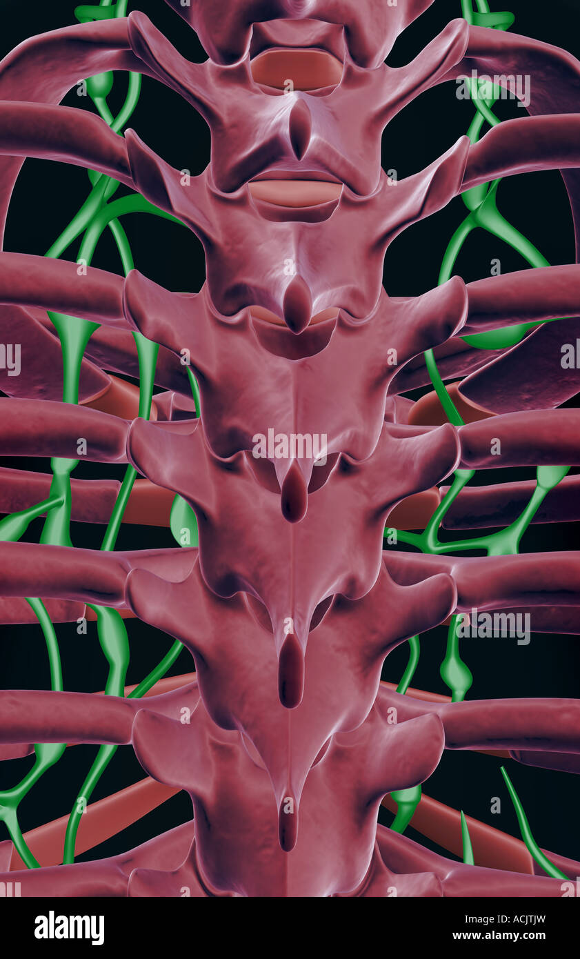 The lymph supply of thoracic vertebrae Stock Photo - Alamy