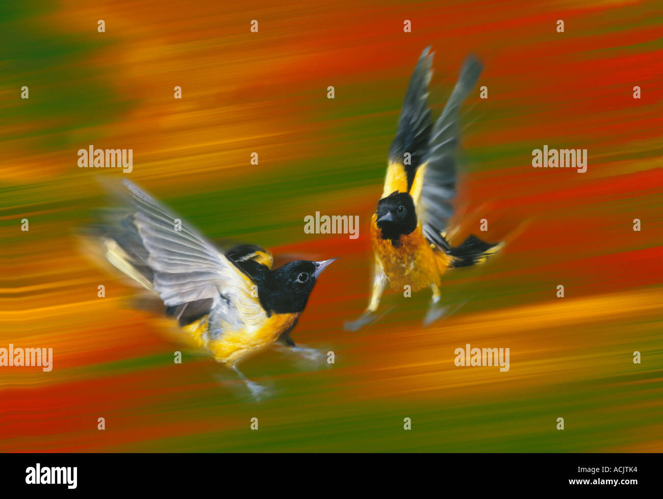 Oriole flying hi-res stock photography and images - Alamy