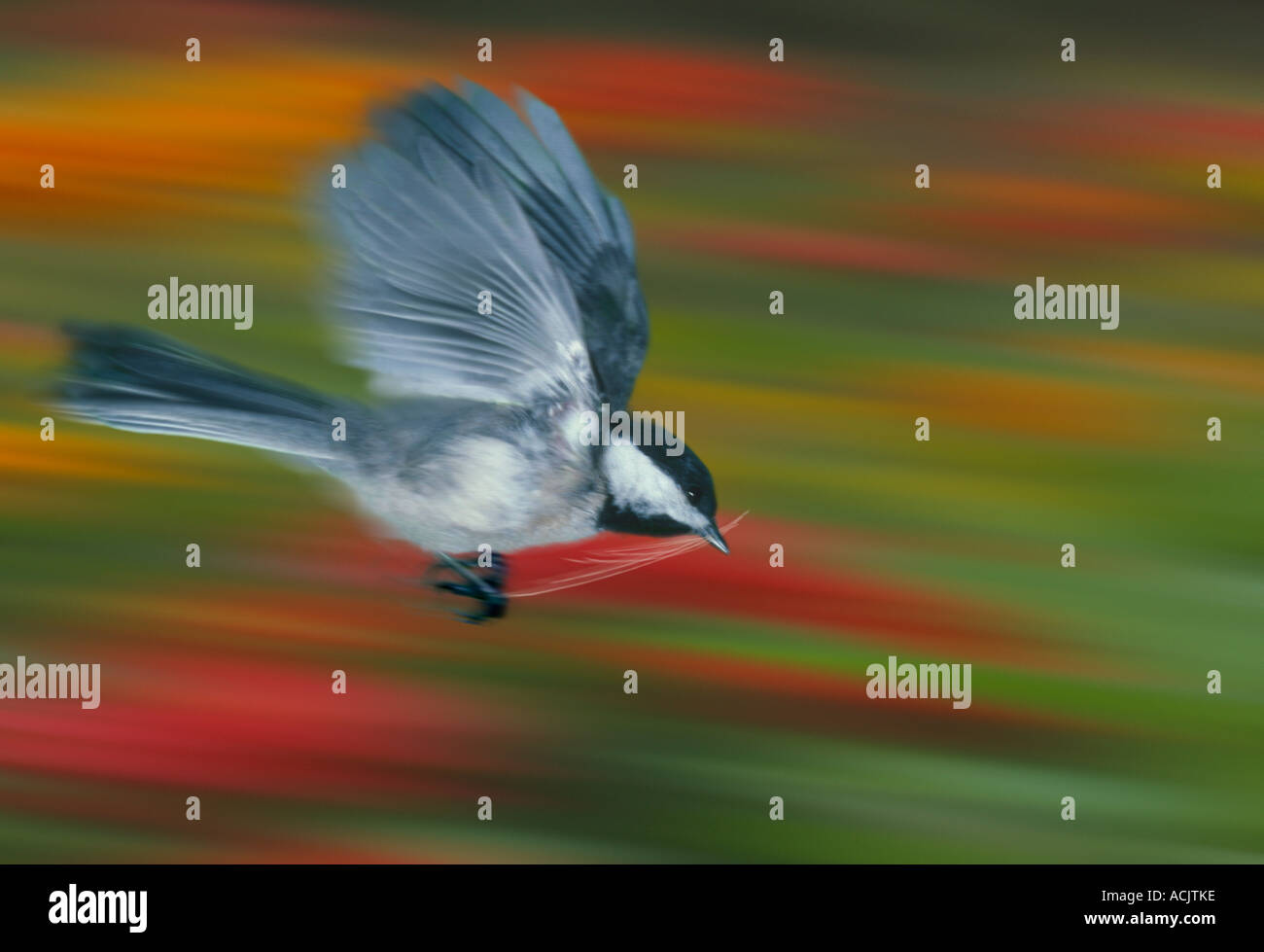 Chickadee flying america hi-res stock photography and images - Alamy