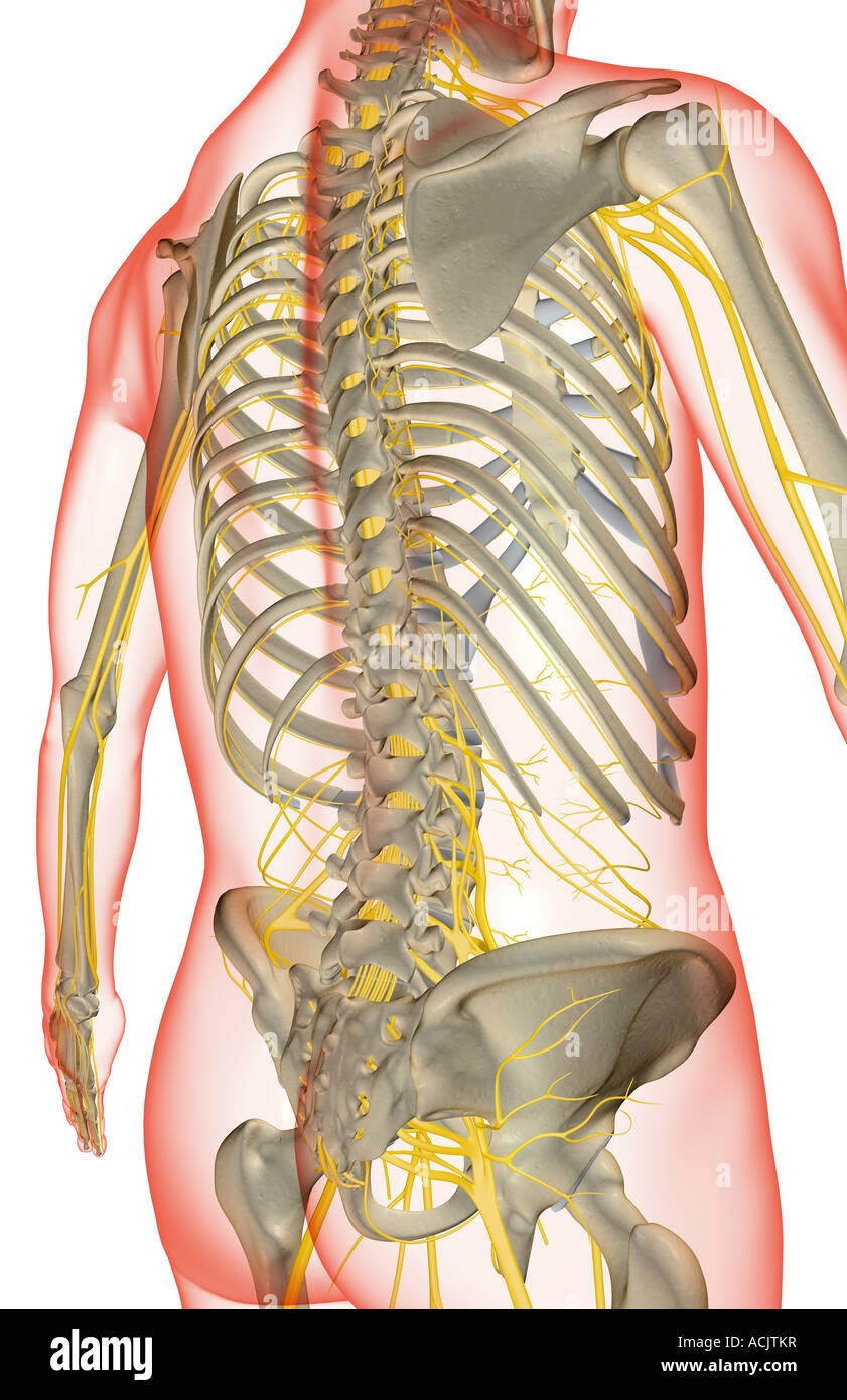 The nerves of the trunk Stock Photo - Alamy