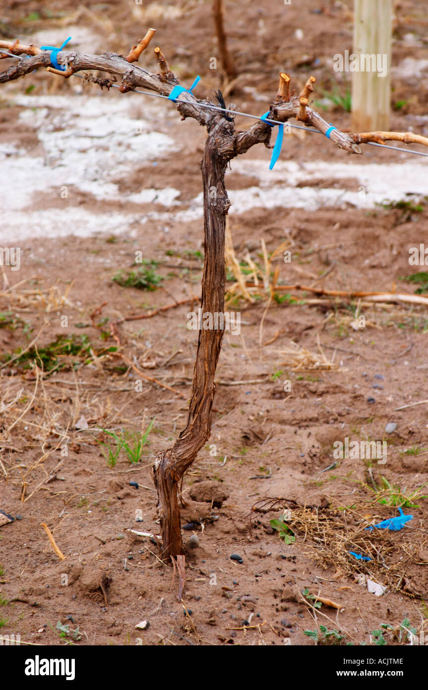 Cordon Royat High Resolution Stock Photography and Images - Alamy