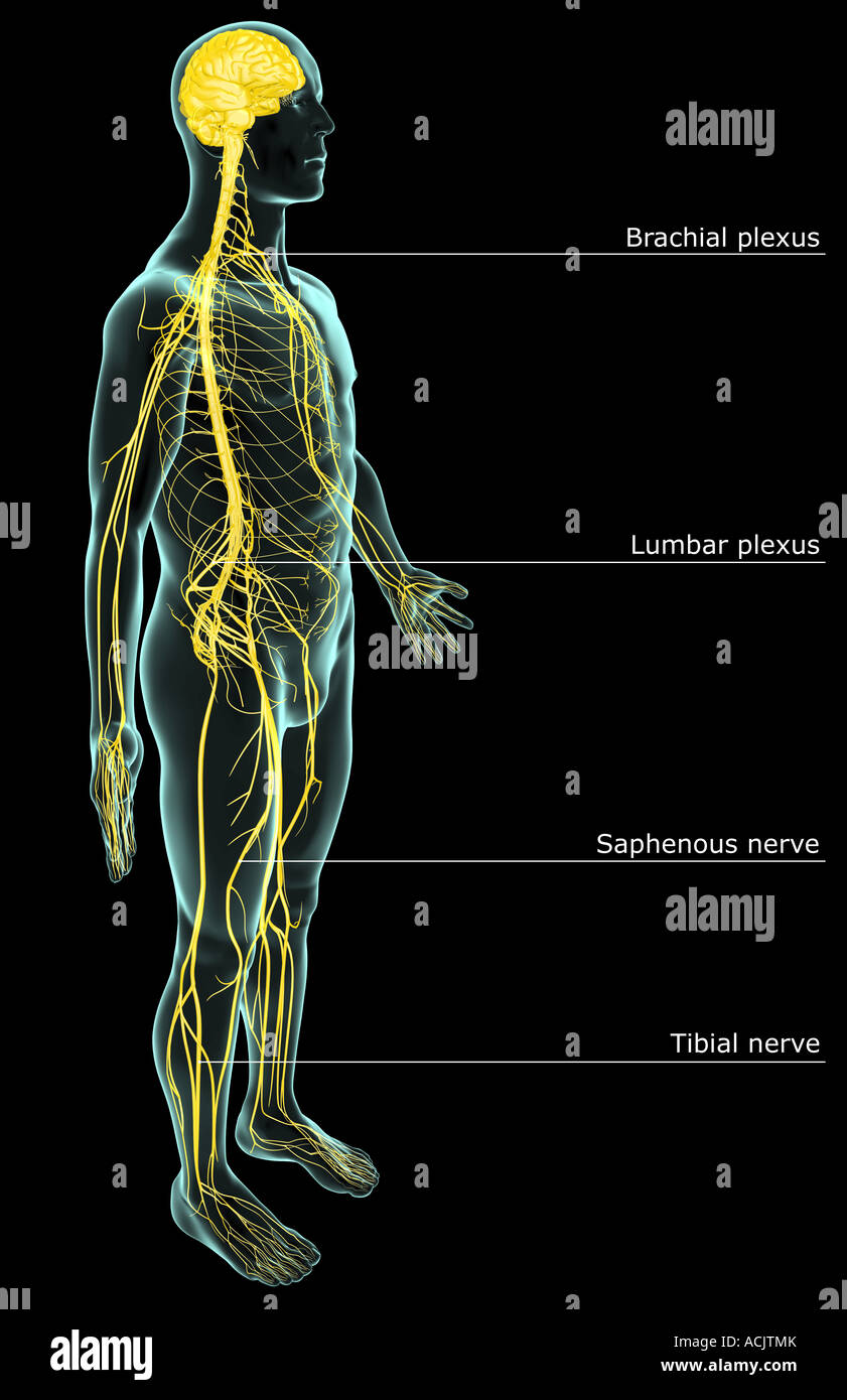 The nervous system Stock Photo - Alamy