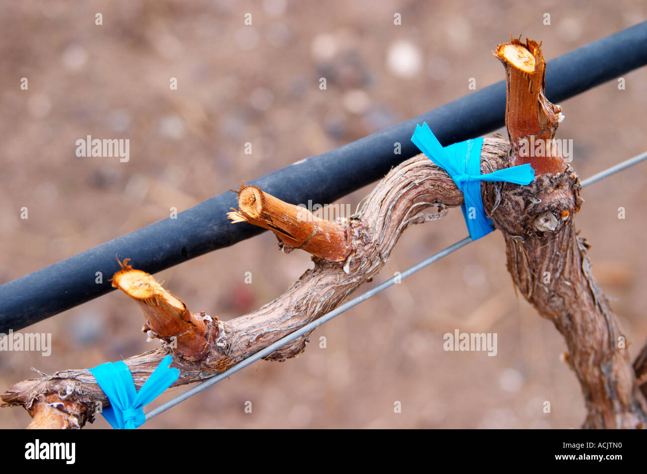 Young vine with a view of the sandy soil. cordon Royat training, black ...