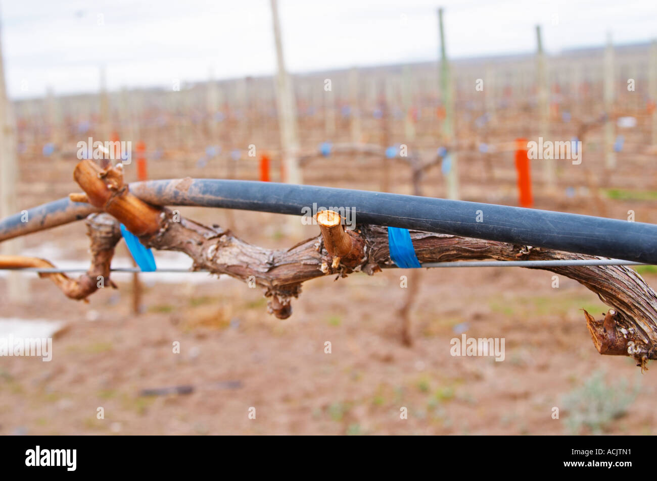 Young vine with a view of the sandy soil. cordon Royat training, black ...