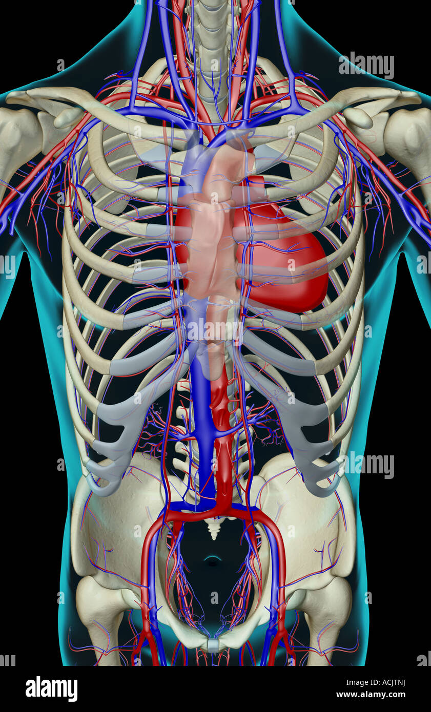 The blood supply of the trunk Stock Photo - Alamy