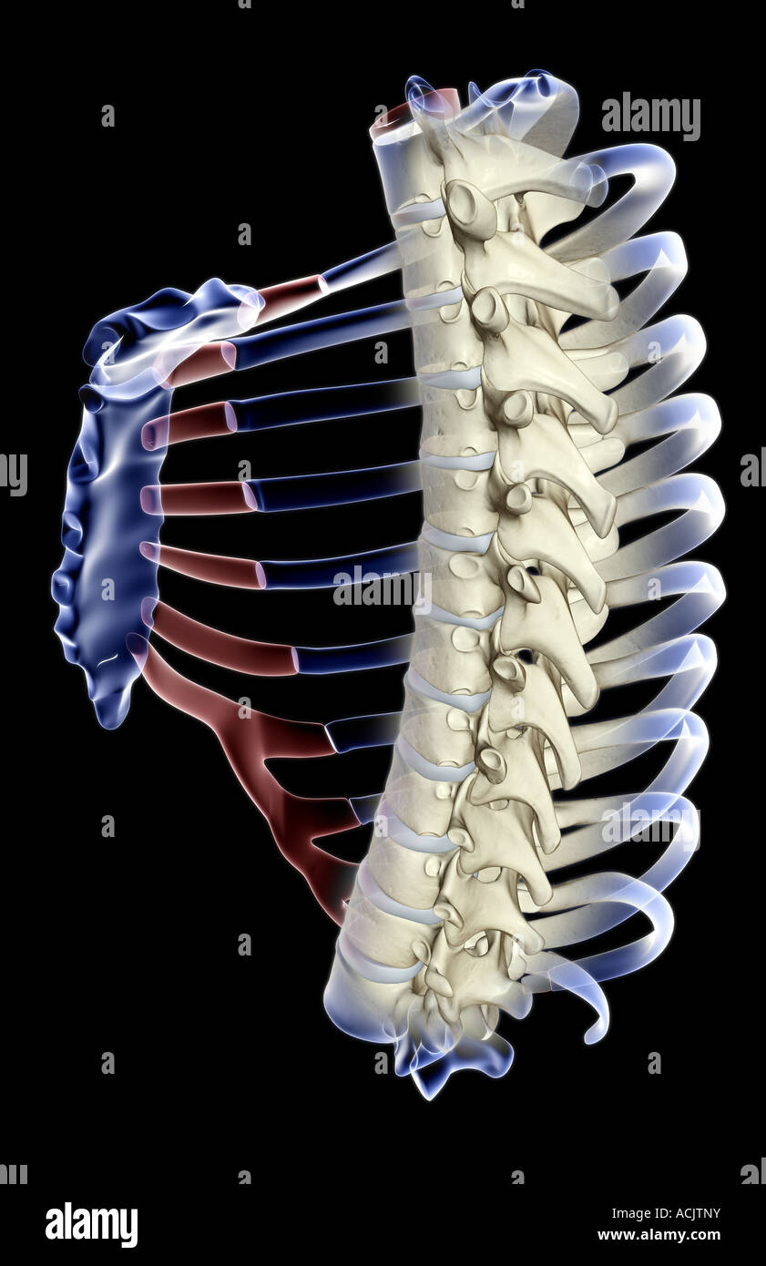 Transverse ribs hi-res stock photography and images - Alamy