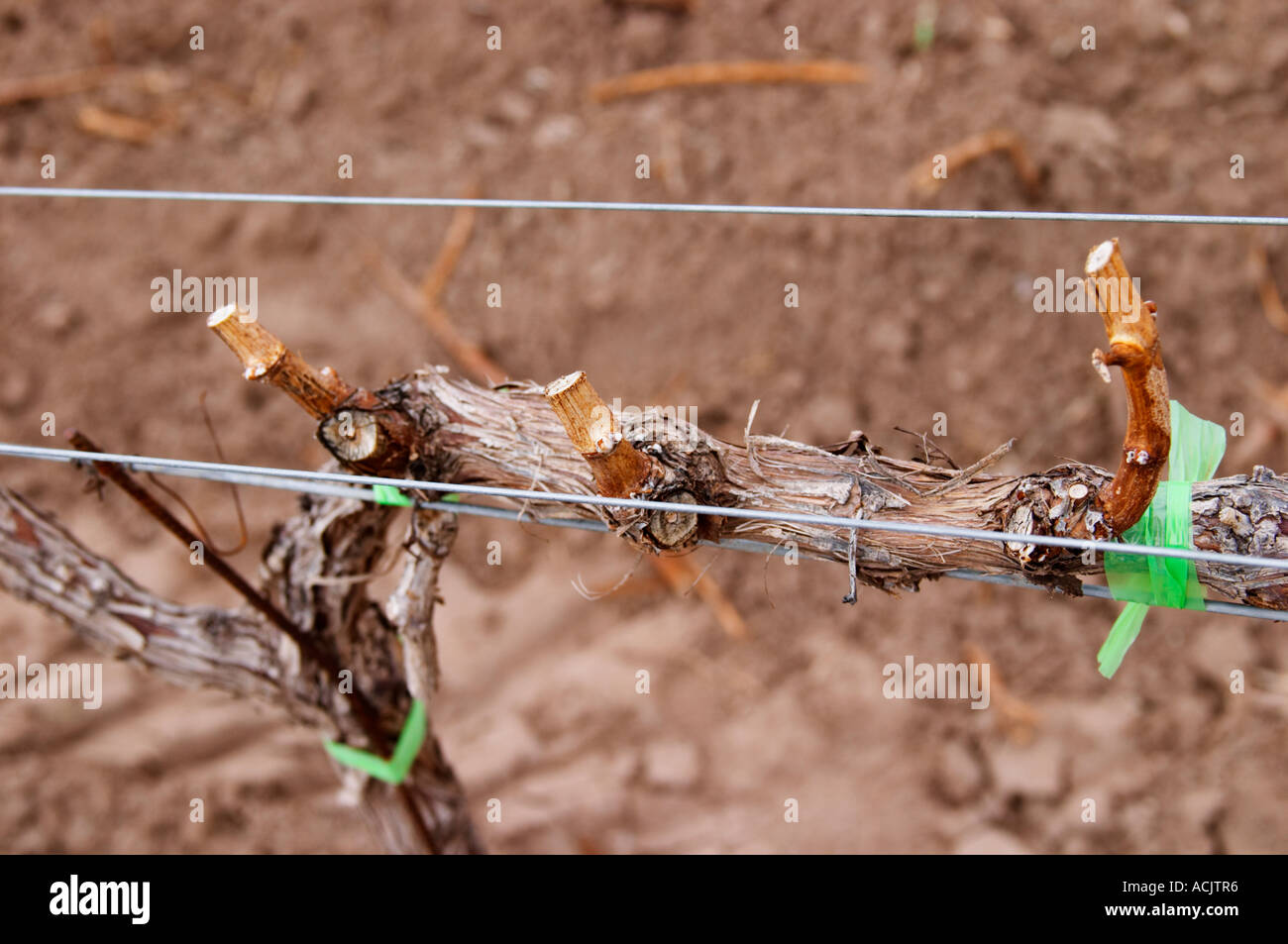 Detail of vine trained in Cordon Royat Bodega Familia Schroeder Winery ...