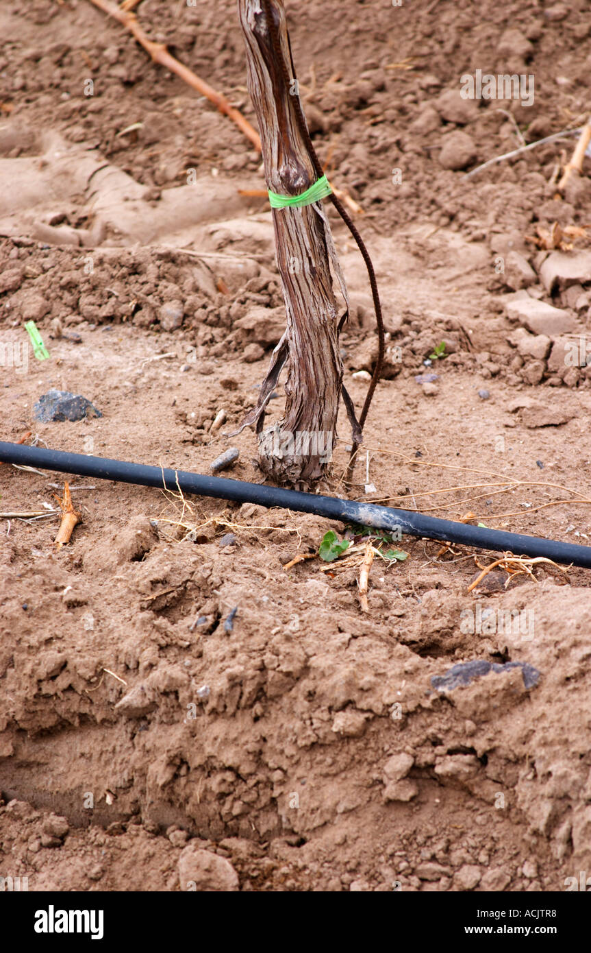 Detail of vine and soil and black rubber tube for water irrigation ...