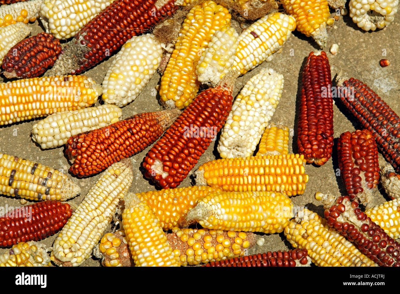 Drying of the corncobs hi-res stock photography and images - Alamy